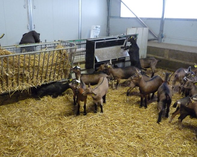 Schede tecniche: L'allevamento delle caprette - DEMOCAPRA