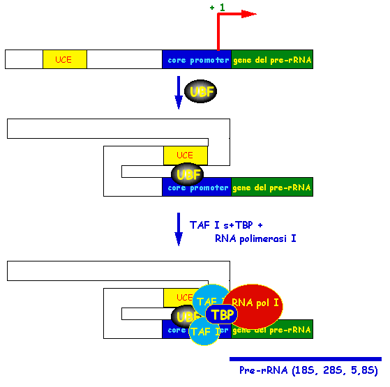 Diagramma Di Trascrizione Del Dna Introne Wikipedia